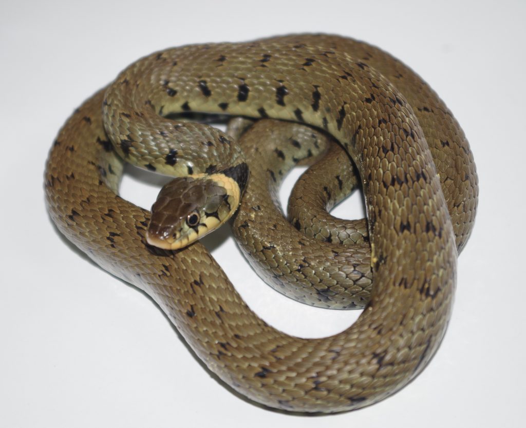 Reptile survey | CNHS Cambridge Survey