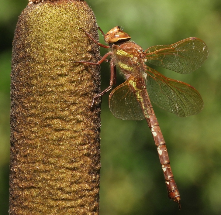 Dragonflies in spring and summer | CNHS Cambridge Survey