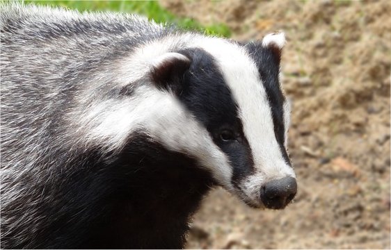 Urban Badgers in Cambridge | CNHS Cambridge Survey